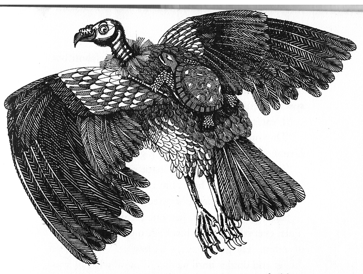 Pictures from an Old Book: "Adventures Of Jaboti On The Amazon ...