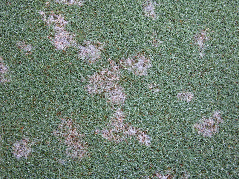 Meadowbrook Country Club Golf Course Maintenance: Common Summer Diseases