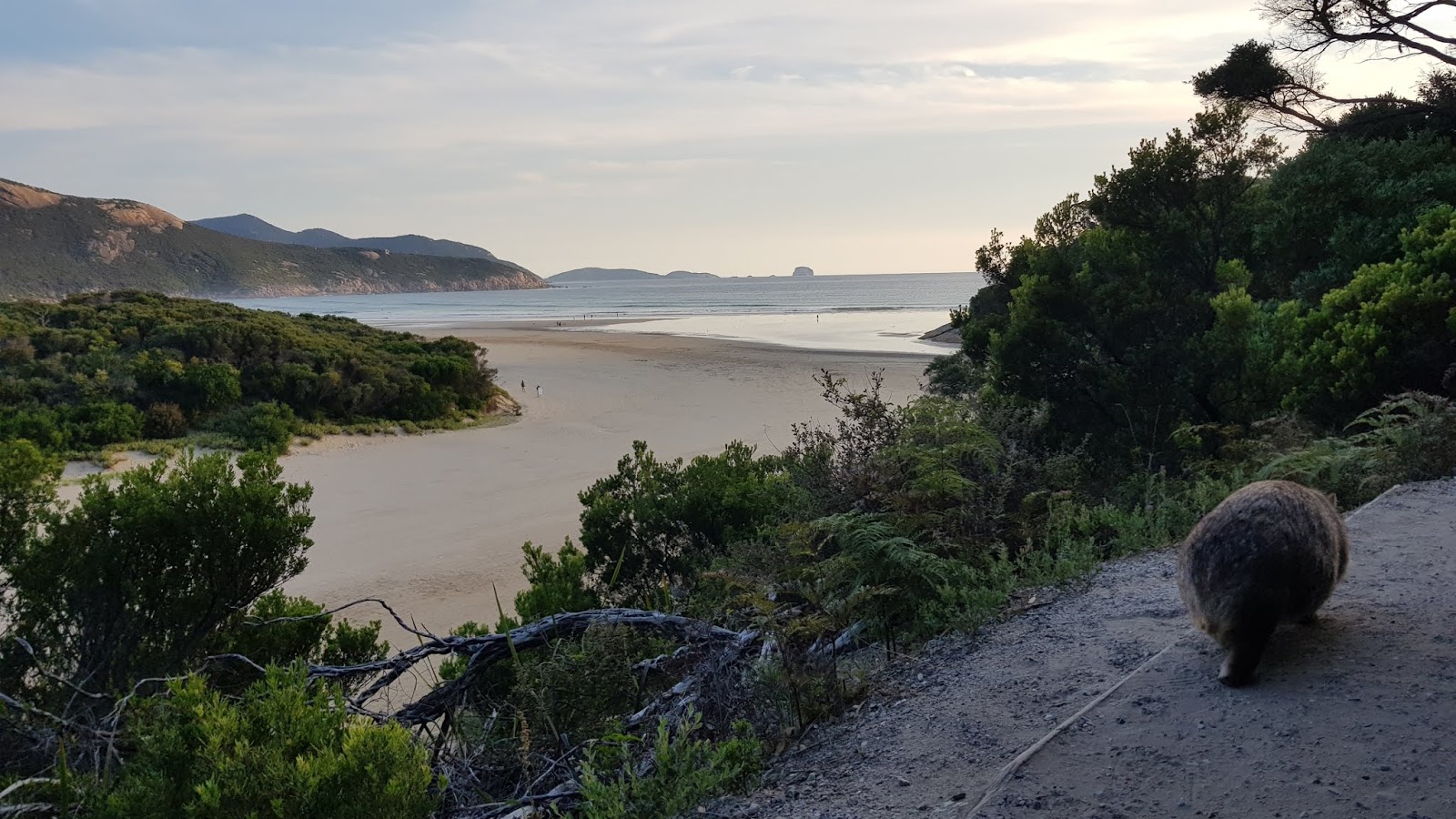 Wilsons Promontory National Park: Wombats :)