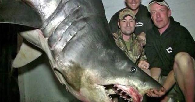 Nearly 1000 Pound Hammerhead Shark Caught On Texas Beach