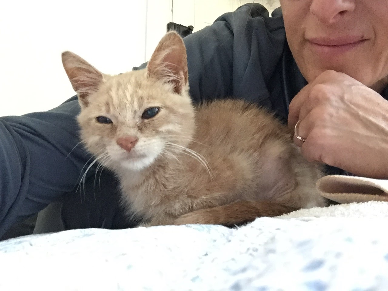 Diary of a Real-Life Veterinarian: Wallace's Story; Prolapsed Rectum ...