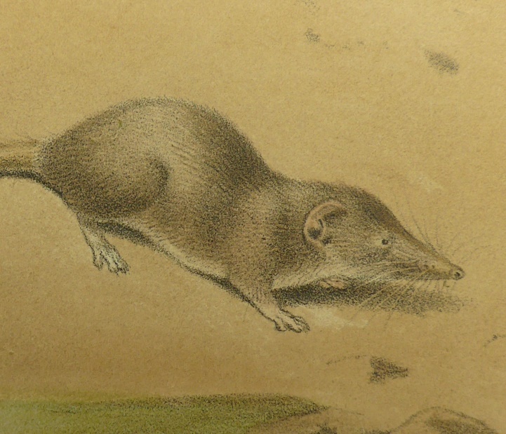 Species New to Science: [Mammalogy • 2017] Rediscovery of The Type ...