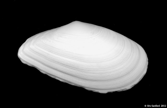 The Natural History of Bodega Head: Type locality: Russian Bodegas...or ...