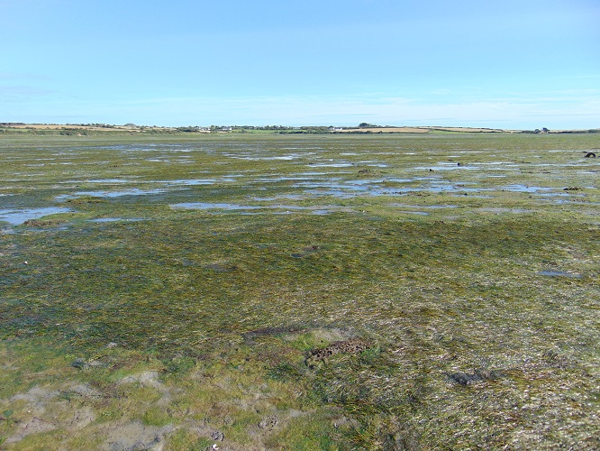Wild Flowers of Wexford: Zostera marina (Eelgrass) a new site at Bannow Bay