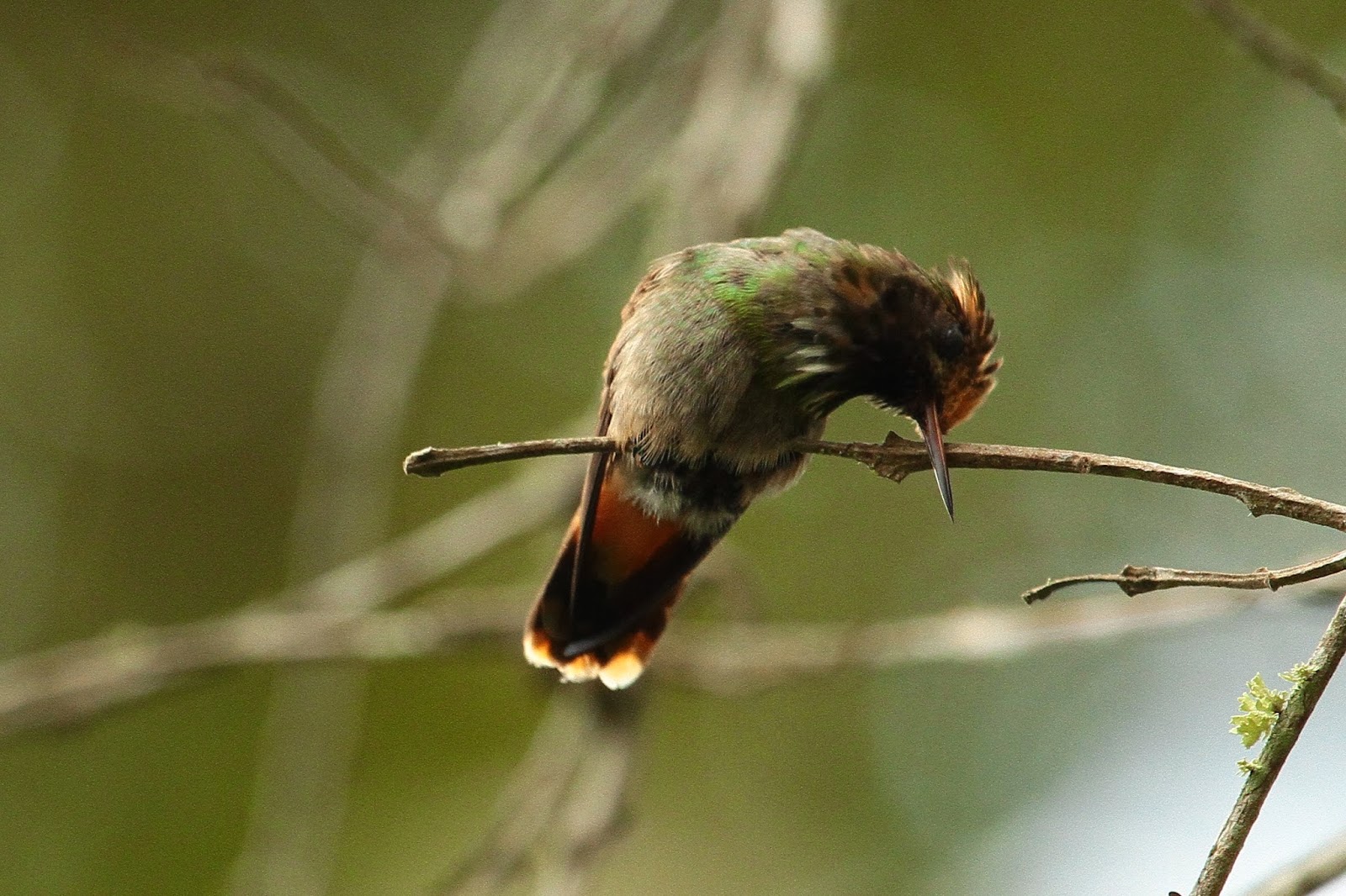 Nuestro bello mundo...: Spangled Coquette., Lophornis stictolophus ...