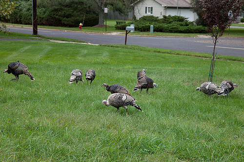 Wild Turkeys Facts And Pictures | All Wildlife Photographs