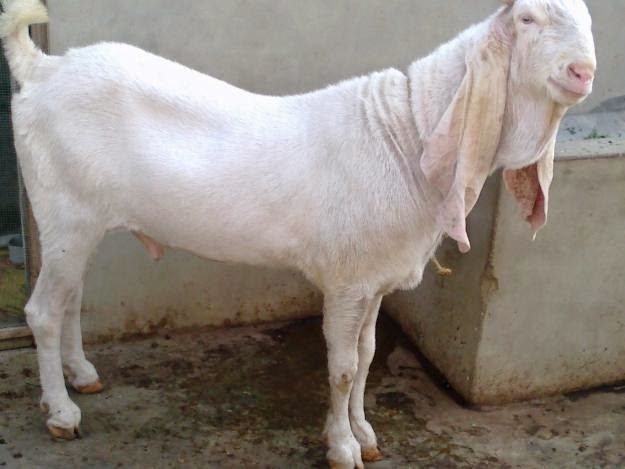 Bakra Eid Goat Qurbani Free Wallpapers | All HD Wallpaper 2014