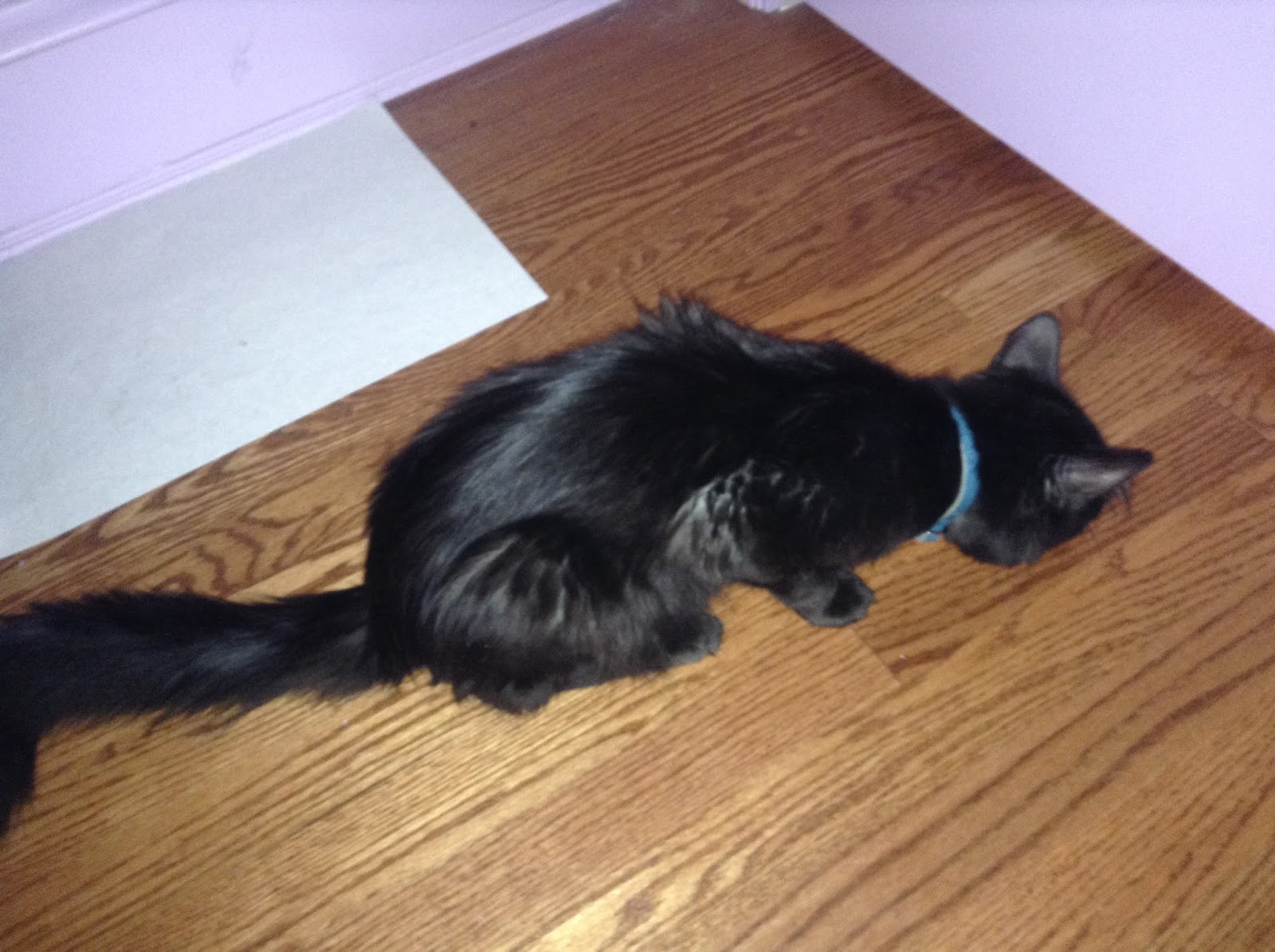 Hundreds of cats, Thousands of cats, Millions and Billions and ...