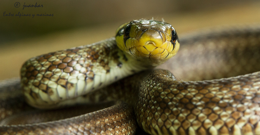 Entre alpinas y marinas.: Salvando culebras 2017