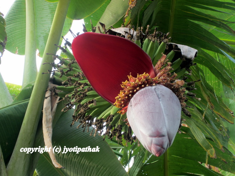 Taste of Nepal: Banana Blossom - Keraa ko Bungo - (केराको बुङ्गो)