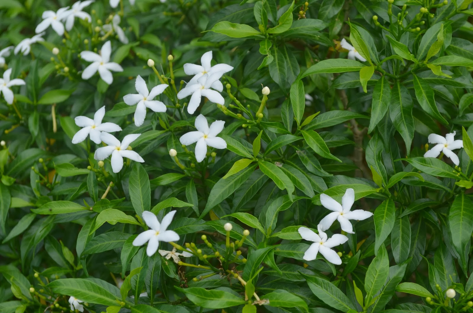 Tabernaemontana; Iboga