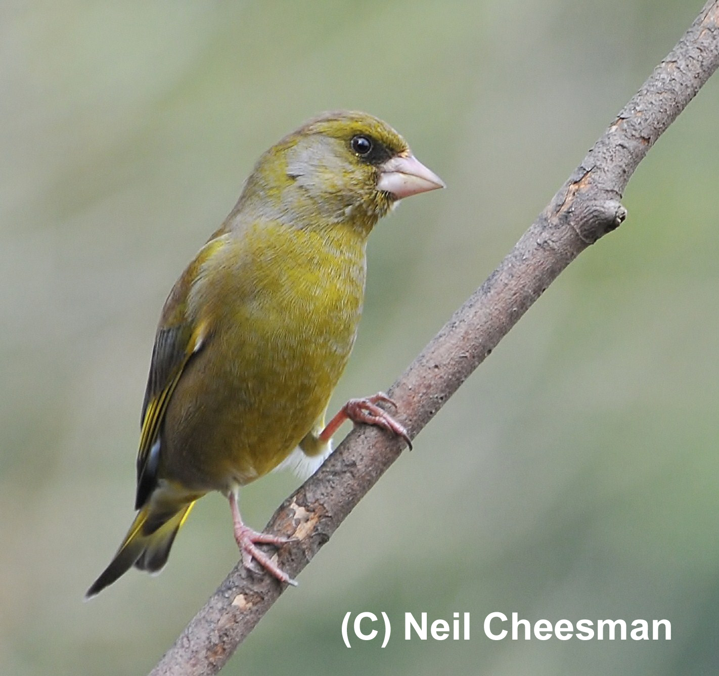 British Wildlife Photography: Greenfinch