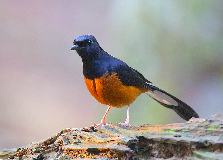 Mengenal jenis murai batu yang menjadi primadona di indonesia | Kicau ...