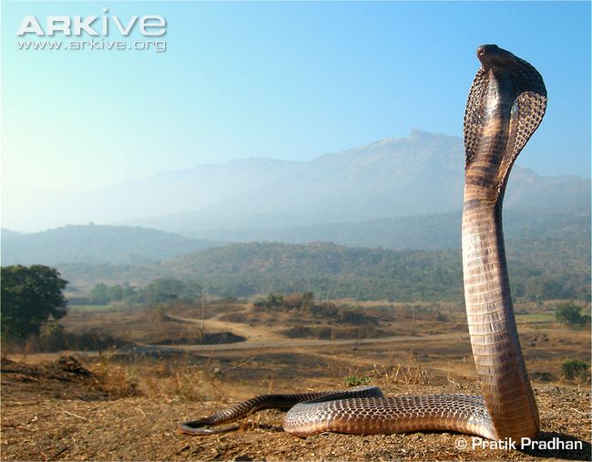 Hewan Unggas - Ular Kobra | Khusus Dewasa