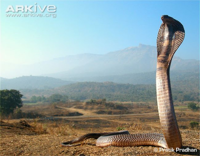 Hewan Reptil - Ular Kobra | Susanto Wisata