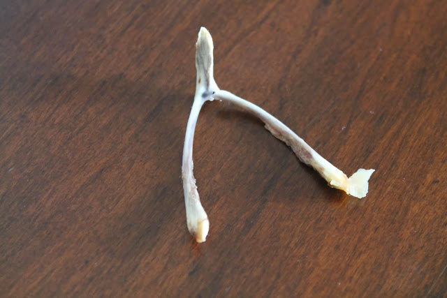 what's up at the white house: the wishbone and brain development