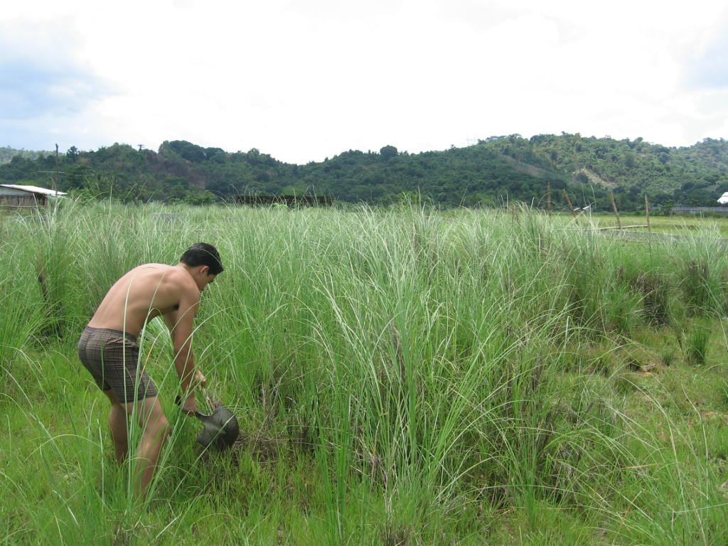 Talahib ~ The Coconuter