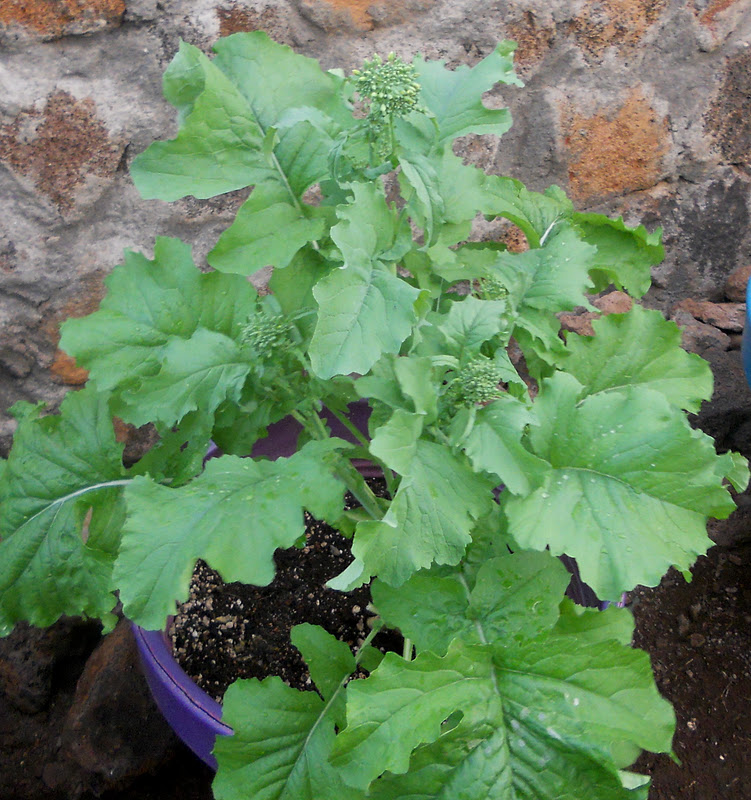 Broccoli Rabe Growing Stages at Alana Walden blog