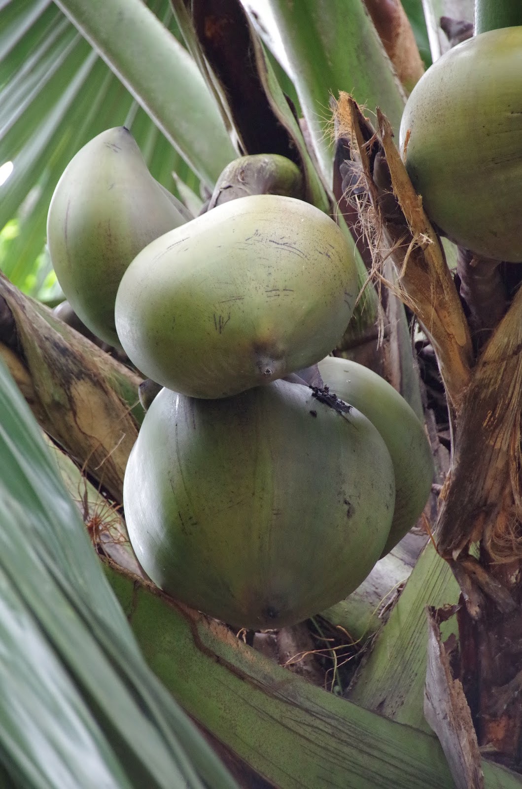 Trees and Plants: Double Coconut (Kelapa Laut)