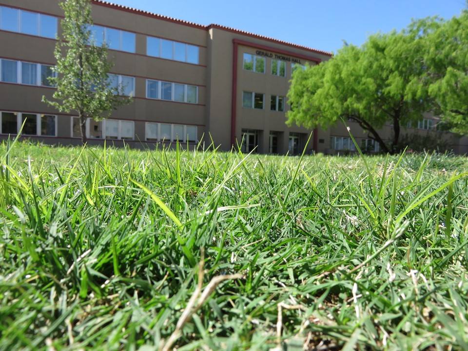 Nmsu Plant Clinic Nutsedges Invade Turf And Ornamental Plantings