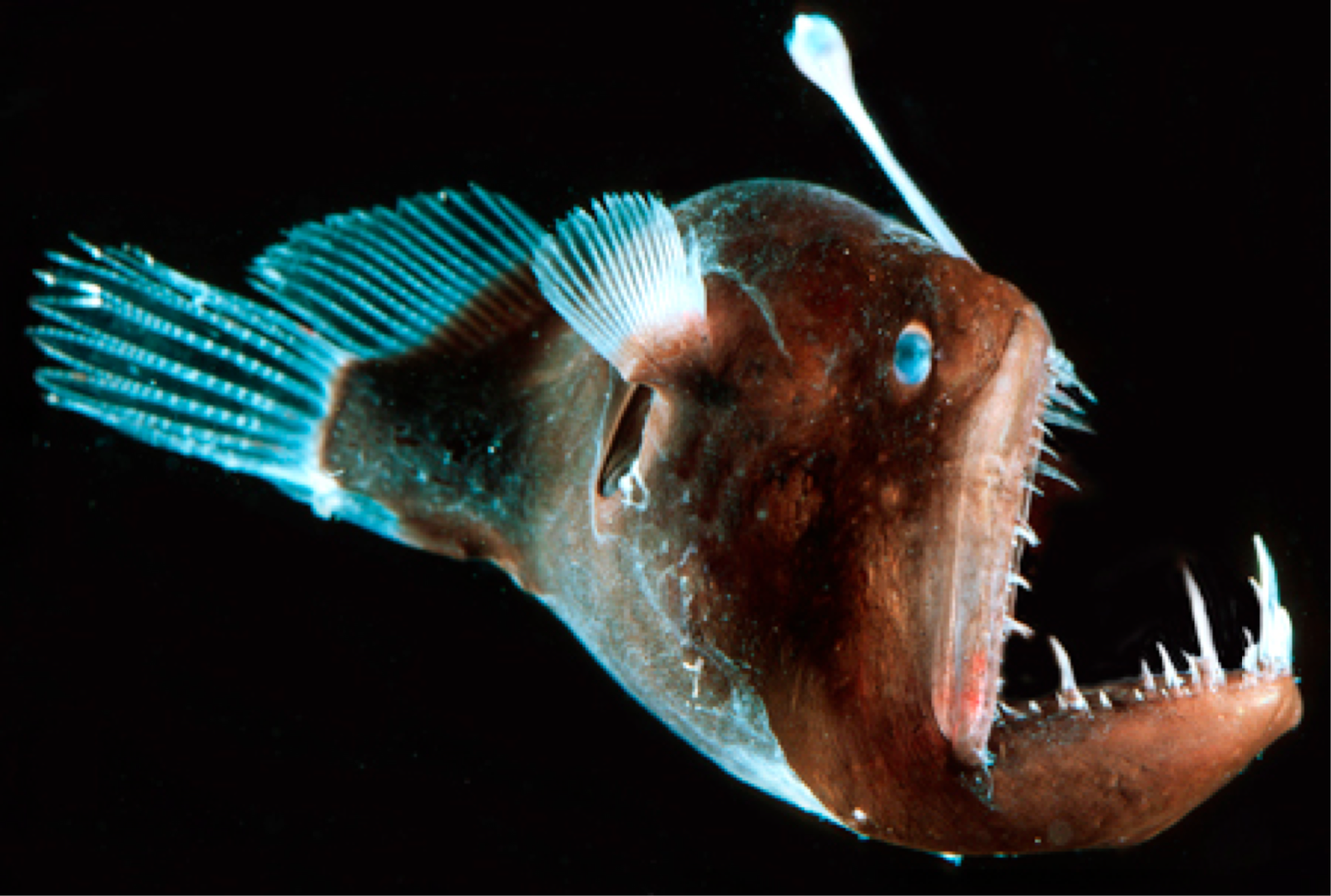 ANGLERFISH photos - wallpapers (ανανεωμένο) | the fun bank