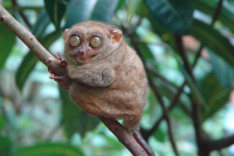 GEOGRAFI LINGKUNGAN: TARSIUS : PRIMATA MUNGIL DARI SULAWESI