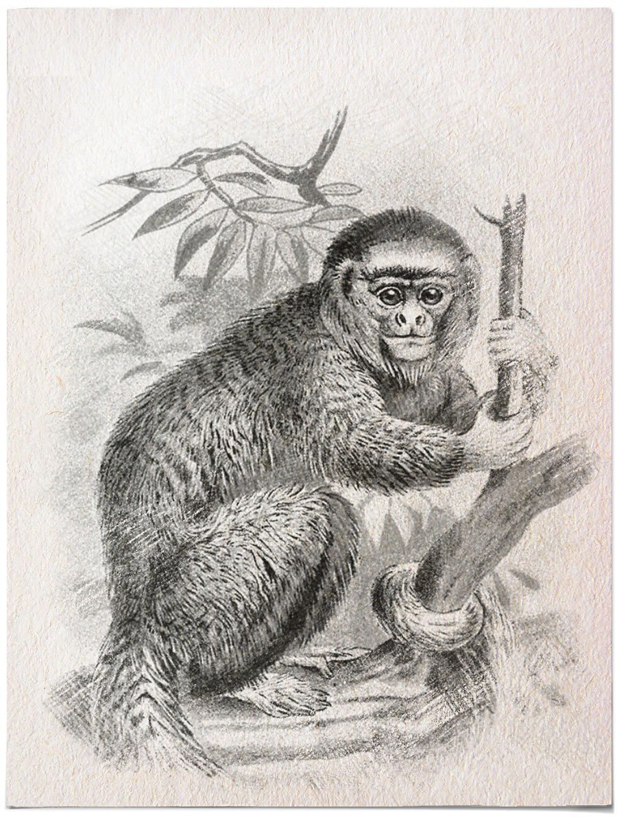 Create with TLC: Vintage Animal Sketches....