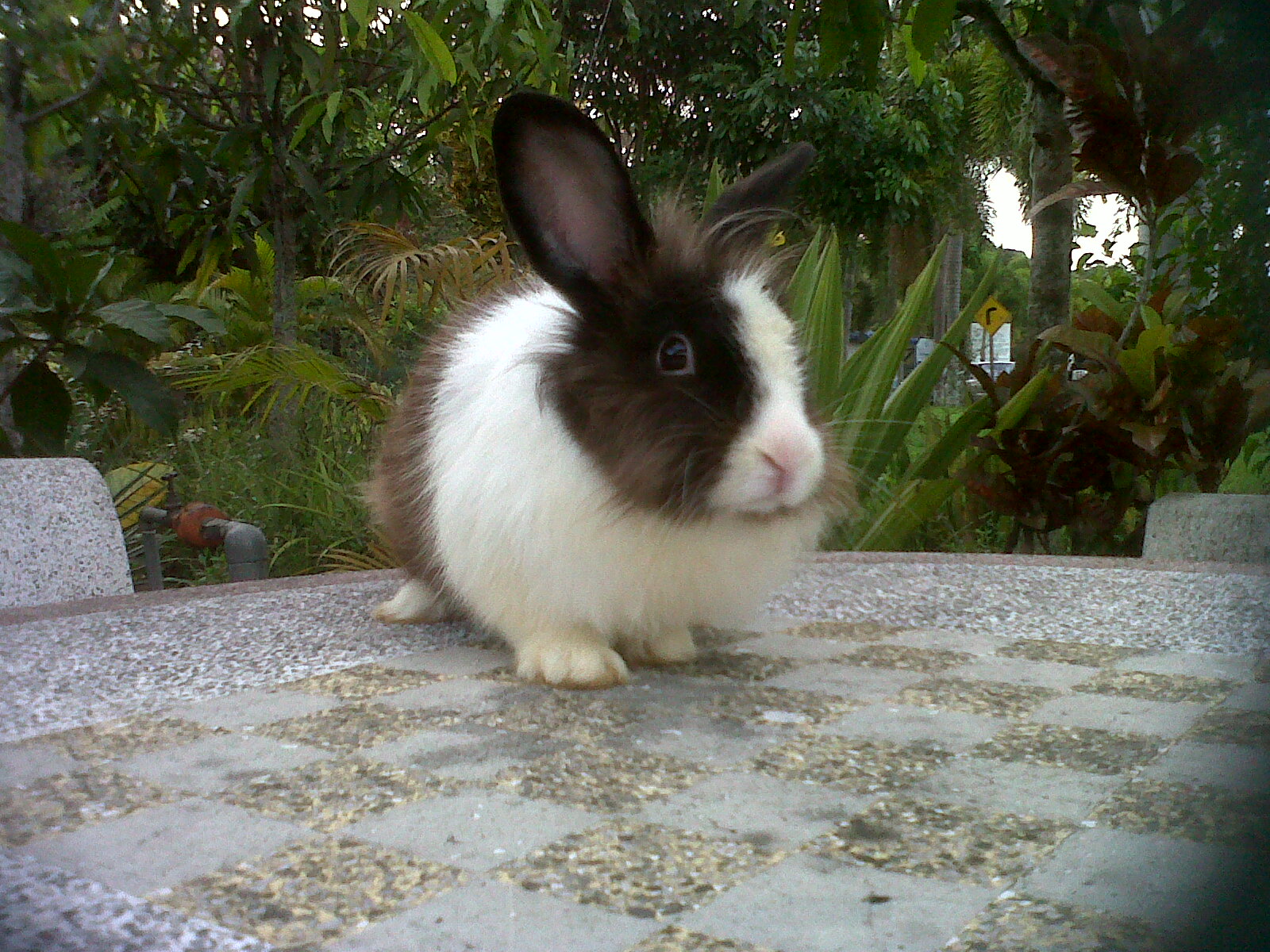 arnab kubang pasu kedah: ARNAB ANGORA INDUK (KOD IAG1212)