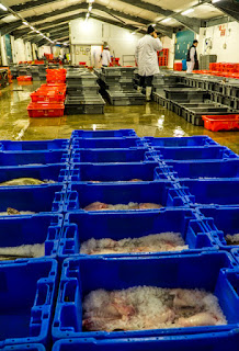 Through the Gaps! - Newlyn Fishing News: Full-on #FishyFriday in Newlyn ...