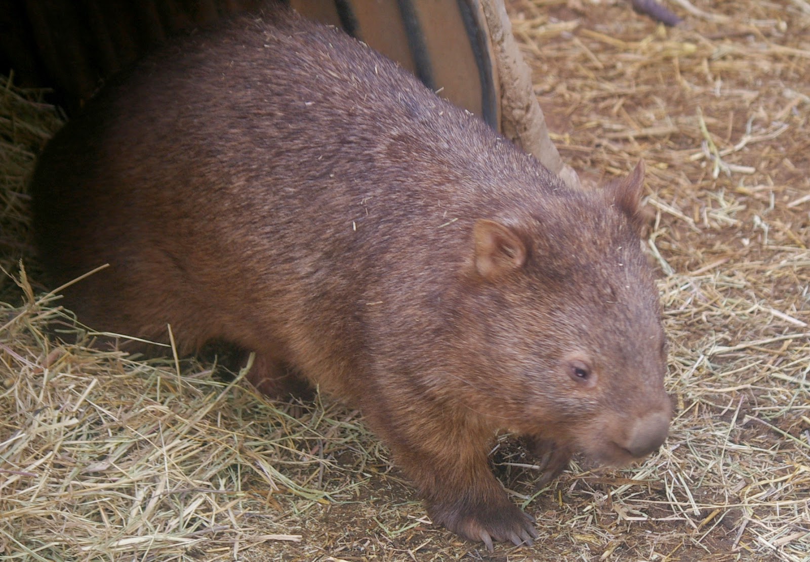 His and Her Hobbies: His: Wallabies and Wombats and Wallaroos! O My!