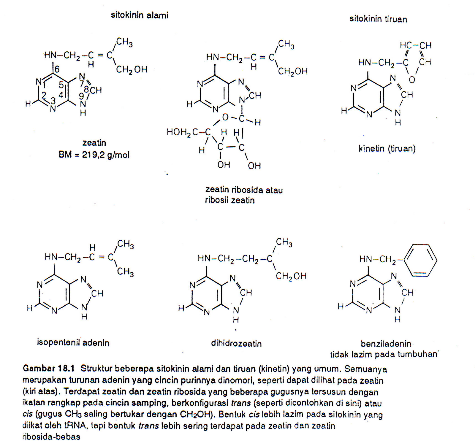 HORMON SITOKININ PADA TUMBUHAN PDF