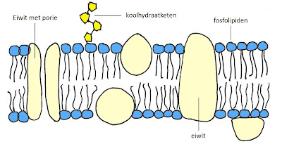 Samenvattingen: Biologie samenvatting hoofdstuk 1 (isis)