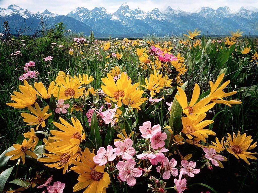 High Quality Flower Desktop Wallpapers