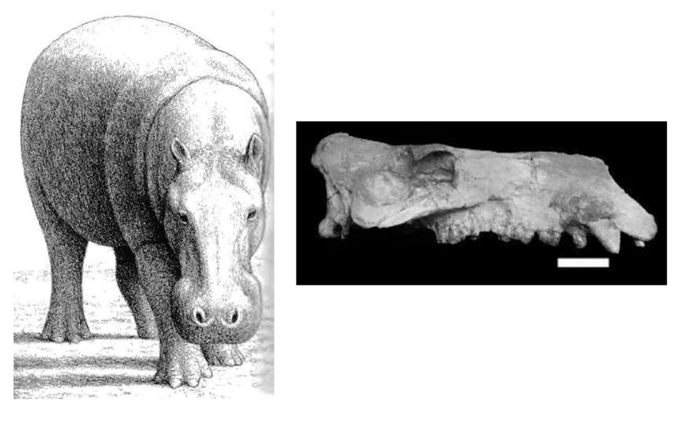 Palaeos, la historia de la Vida en la Tierra: julio 2013