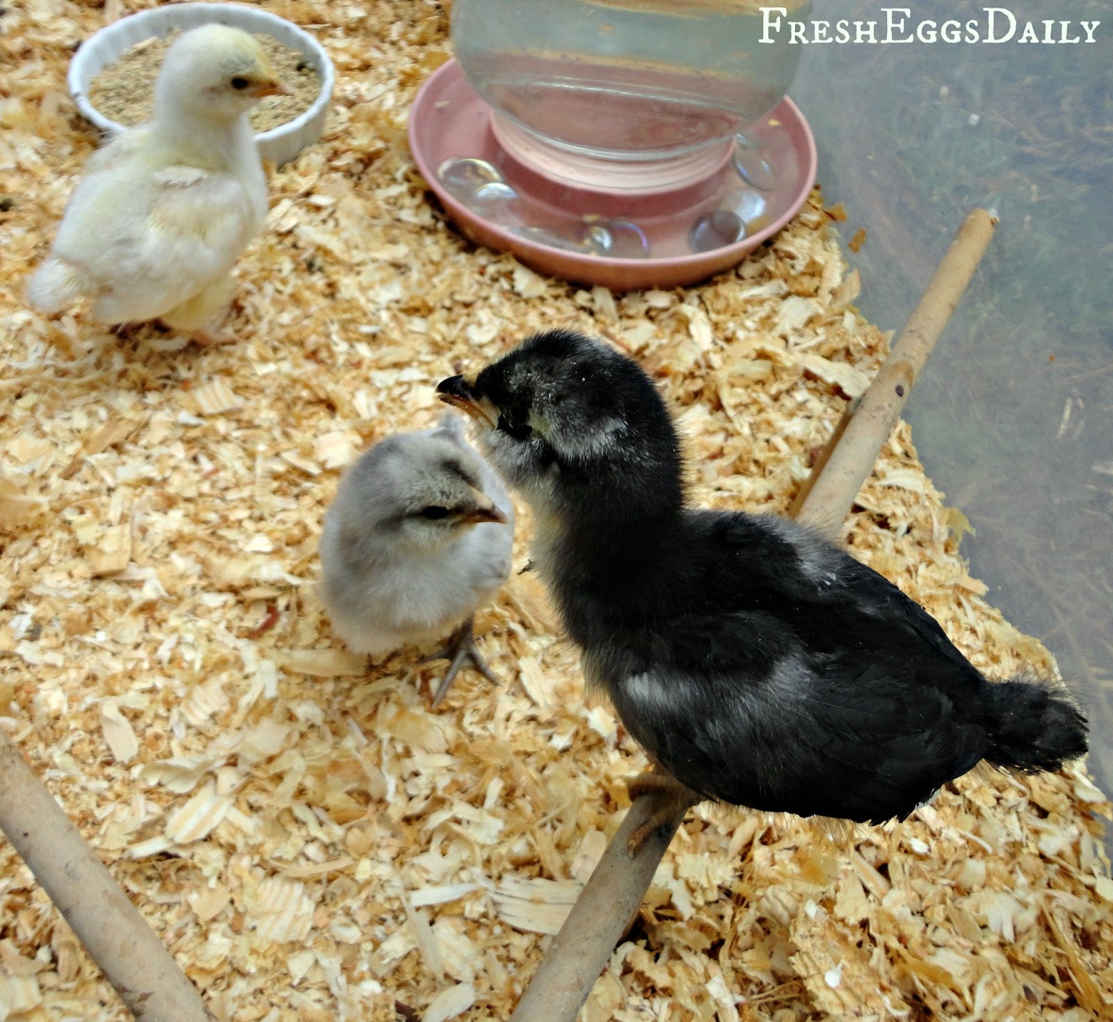 Expert Tips for Basic Baby Chick Care - Fresh Eggs Daily® with Lisa Steele