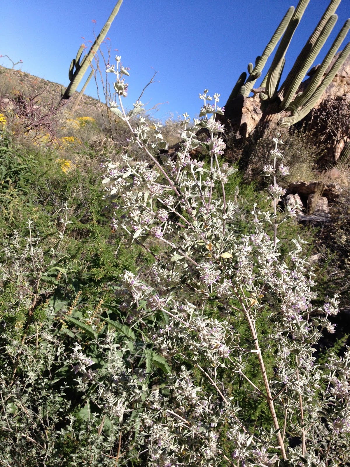 Wild Herb Ways: Desert Lavender, Hyptis emoryi