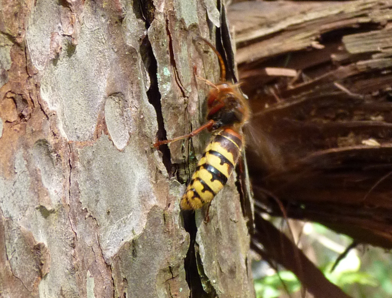 beginning to bird: Fall foliage, early edition -- UPDATED with IDs