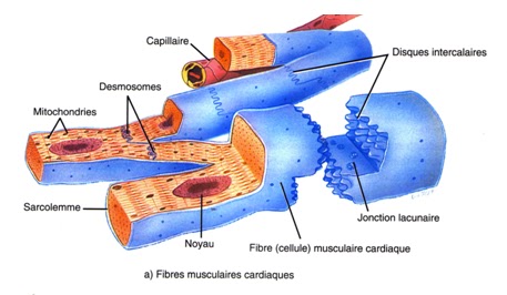 Anatomie du système locomoteur (myologie) | Récap' IDE
