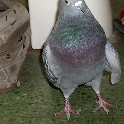 Mis amigas las palomas: Tratamiento ALA ROTA