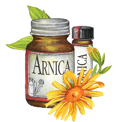 Learning-Living [learning-living.com]: HOMEOPATHY: ARNICA