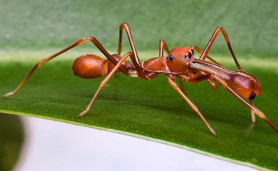 Top 20: As aranhas mais estranhas e bonitas do mundo ~ Biólogo Esperto