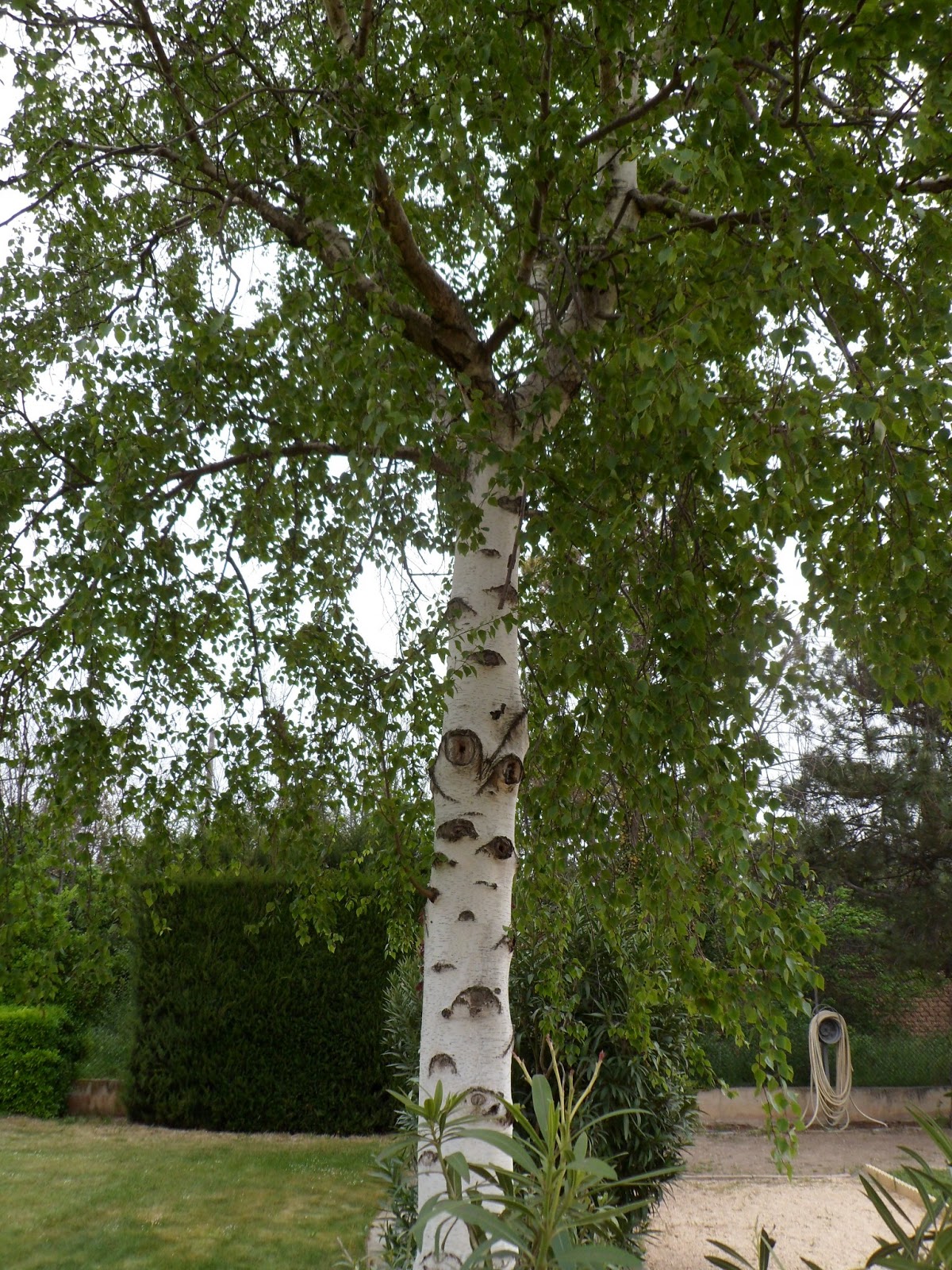 Naturaleza a raudales: EL LIBRO Y EL ABEDUL