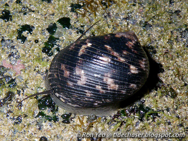 tHE tiDE cHAsER: Nerites (Phylum Mollusca: Family Neritidae) of Singapore