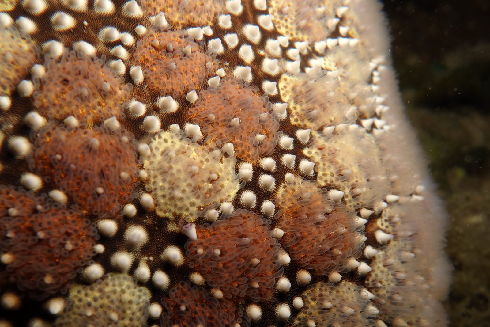 Real Monstrosities: Cushion Star