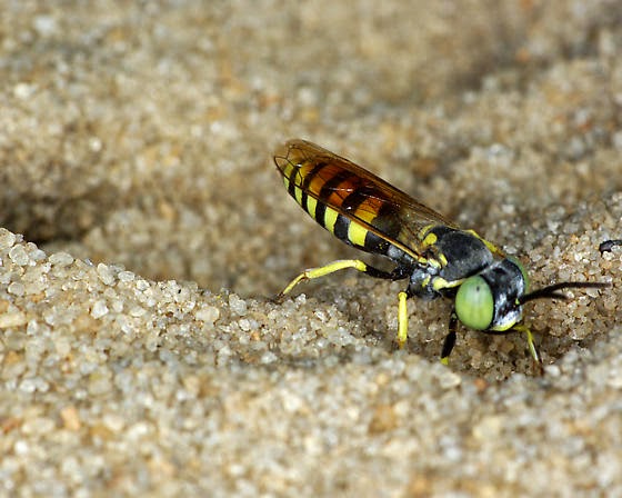 Bembicidae – Variety of Life