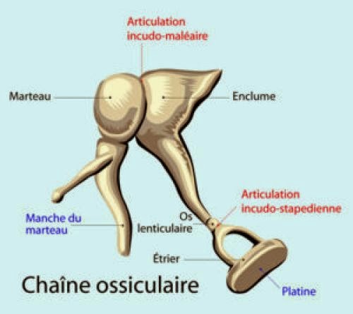 système osseux: Les 4 sortes d'os