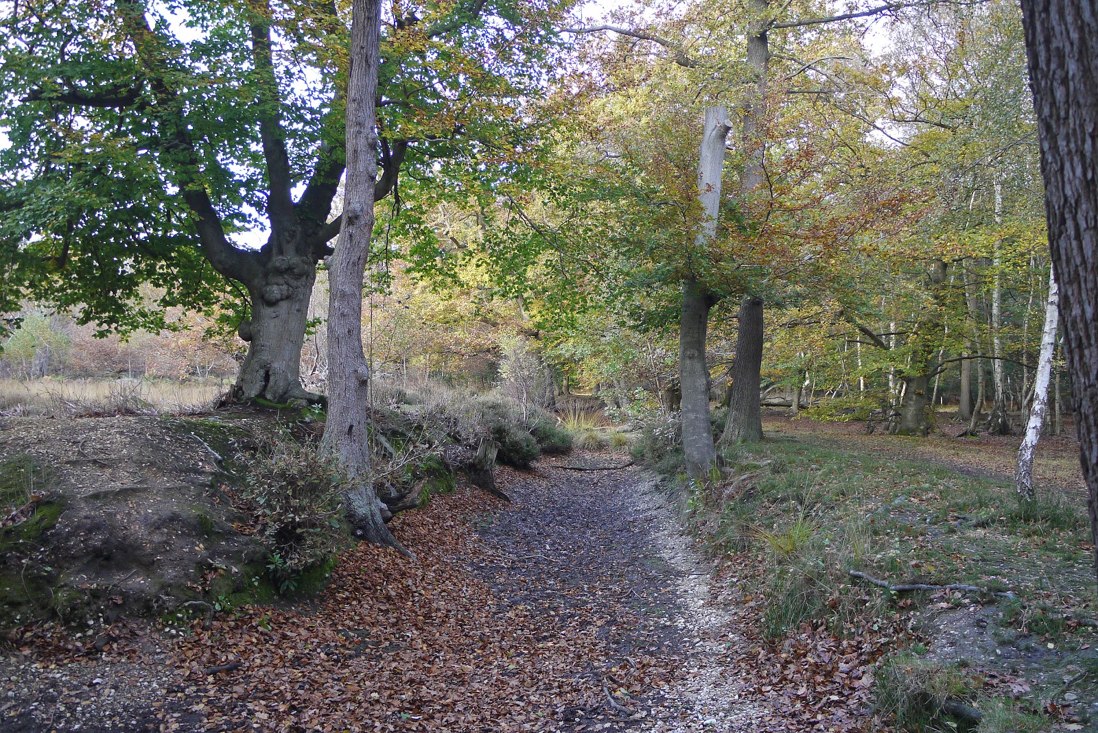 Walking in the country: Burnham Beeches and Littleworth Common