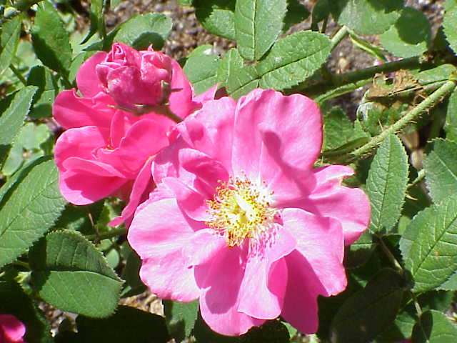 Flowerpedia: Rosa Gallica
