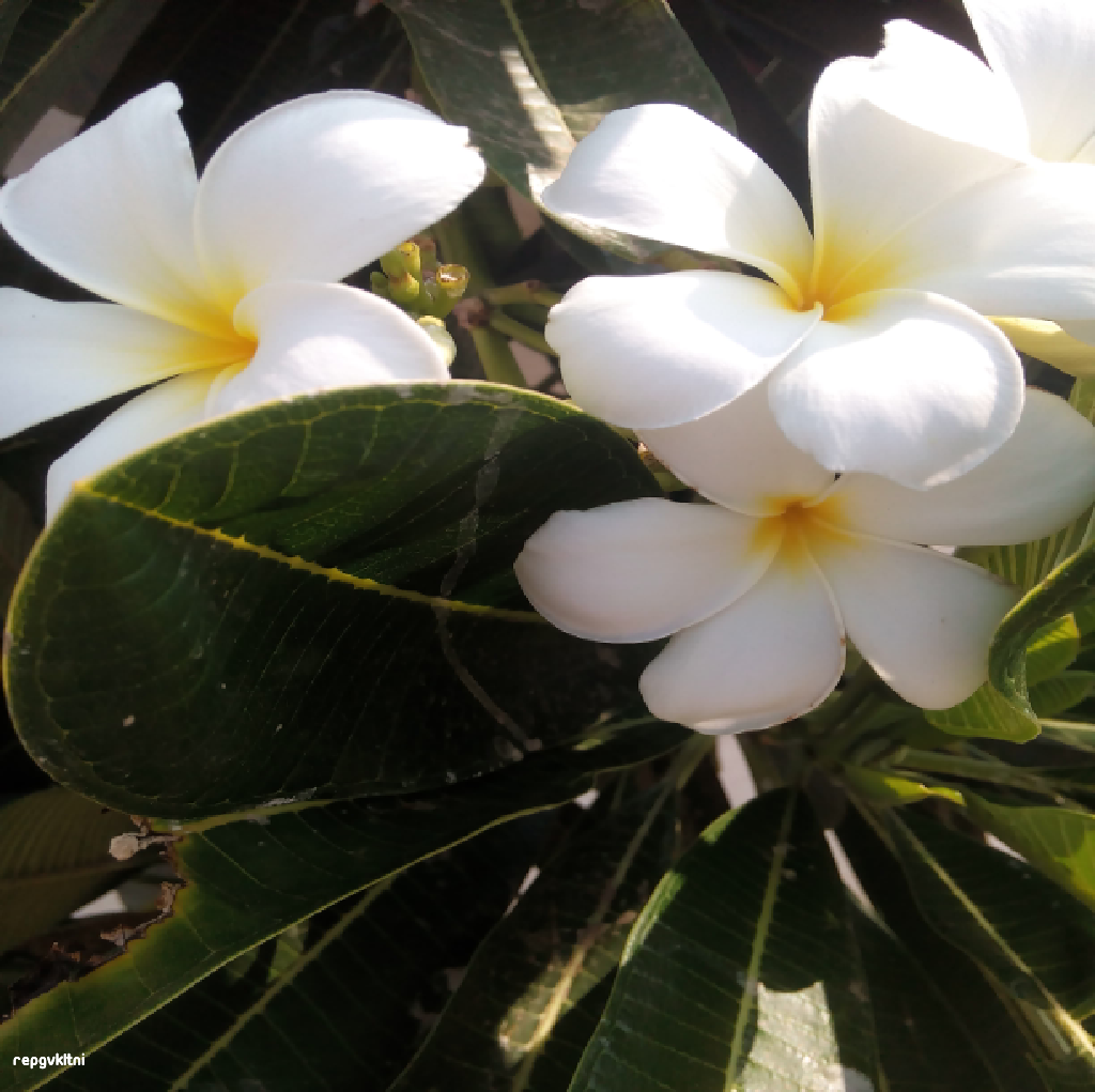FLOWERS: PLUMERIA ALBA FLOWER - ஈழத்தலரி பூ