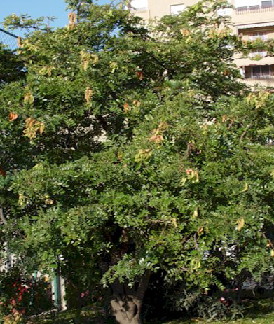 elarbolmiamigo-encinarosa: Caesalpinia / Caesalpinia spinosa / Tara